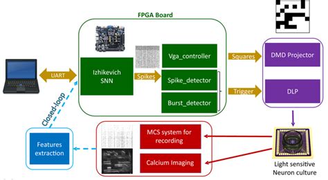 Scheme Of The Experimental Set Up An Izhikevich Snn Is Implemented Download Scientific Diagram