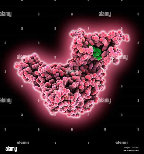 Molecular Model Of The Human Vitamin D Binding Protein Complexed With A