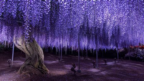 Wisteria Trees Wallpapers Wallpaper Cave