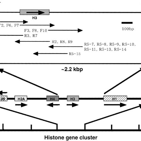 Sequencing Strategy And Locations Of The Primers Used For Sequencing Download Scientific