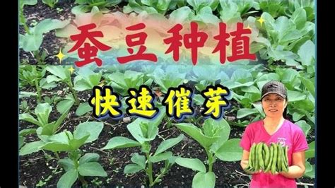 蚕豆种植快速催芽法烫种浸种人工芽点暴露蚕豆播种