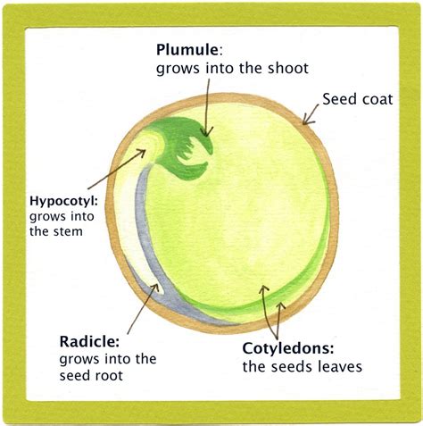 Planting Peas From Seed