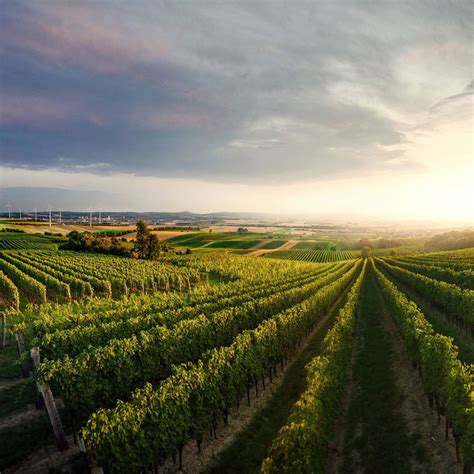 Where Antiquity Meets Modern Viticulture Weinplus Wine Magazine