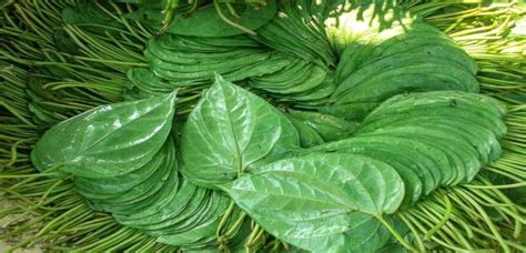 နတ်တလင်းမြို့မှကွမ်းရွက်စျေးနှုန်း Consumer