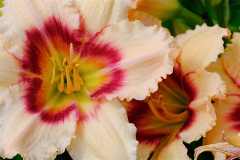 Peach Petal Serenity Macro Daylily Wallpaper Background Free Download