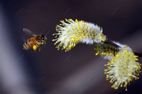 Bee In Flight Spring Pussy Willow Fly Photo Background And Picture For