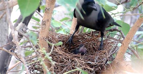 How To Protect Bird Nest From Crows The Worlds Rarest Birds