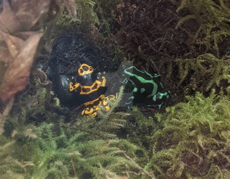 Poison Dart Frogs By Jmilana On Deviantart