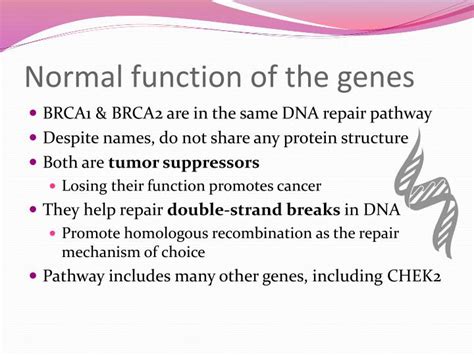 Ppt Breast And Ovarian Cancer Brca1 And Brca2 Powerpoint Presentation Id2198677