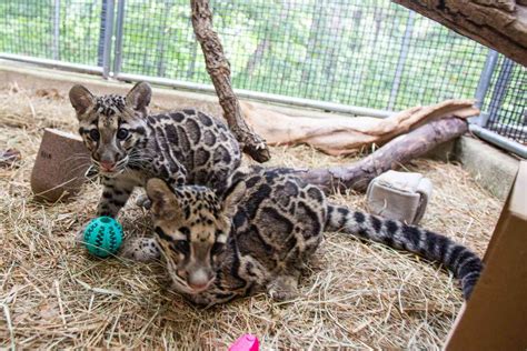 National Zoo Welcomes First Clouded Leopard Cubs