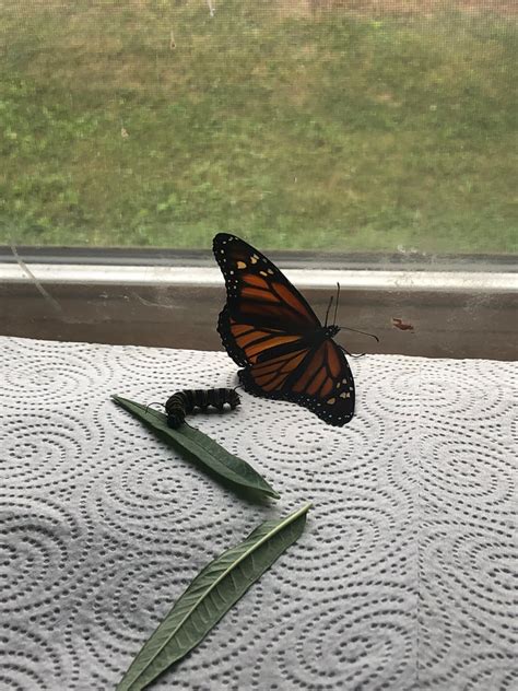 August Pictures Mr Muises Kindergarten Class