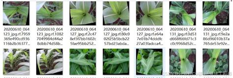 如何使用 yolov8训练——玉米叶片病害检测数据集 6000张 玉米 带标注 voc yolo 玉米数据集 玉米病害数据集 csdn博客