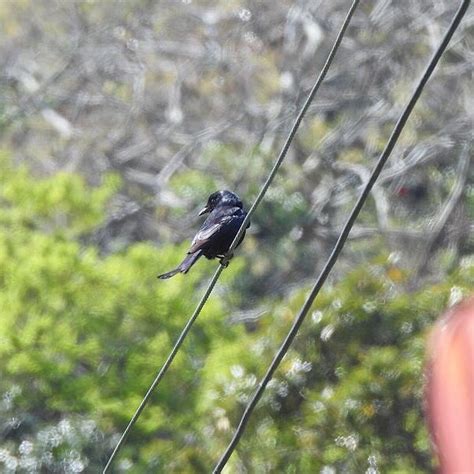 검은바람까마귀