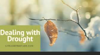 How Does A Drought Affect Your Trees Lineage Tree Care