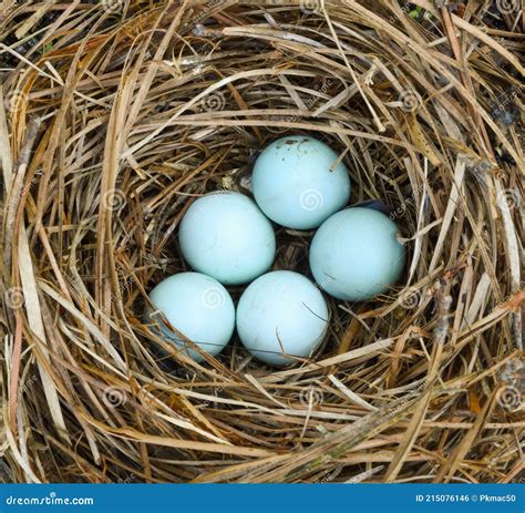 What Does A Bluebird Egg Mean At Marisa Randolph Blog