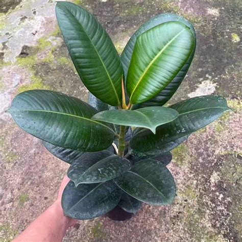 Ficus Elastica “sophia” Seedling Elves Garden