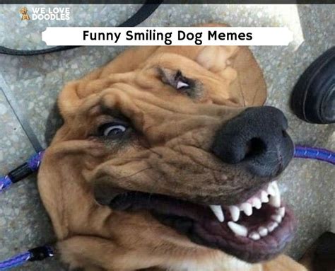 22 Funny Smiling Dog Memes