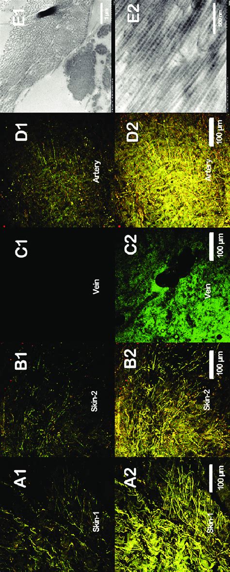 Illustrations Of The Tissue Autofluorescence By Tplsm Download Scientific Diagram