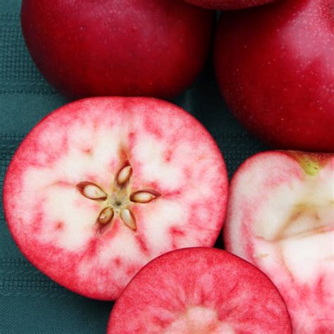 Rosette Apple Tree Buy Pink Fleshed Apple Trees Ornamental Trees