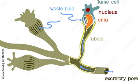 Flatworm Flame Cell Structure Of Element Of Excretory System With Title Protonephridia Of
