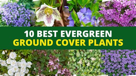 10 Best Evergreen Ground Cover Plants 🌻 Youtube Evergreen Ground Cover Plants Ground Cover