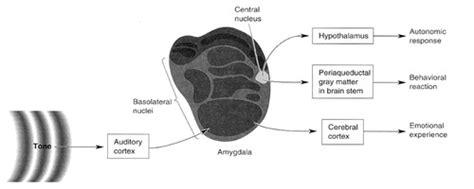 2 1 Neural Substrates Flashcards Quizlet