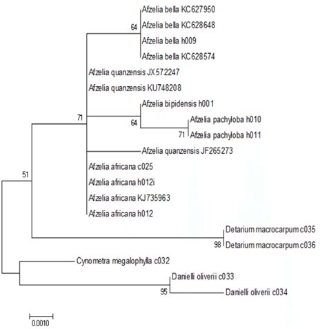 Maximum Parsimony Phylogram Of The Original Tree Numbers At Nodes