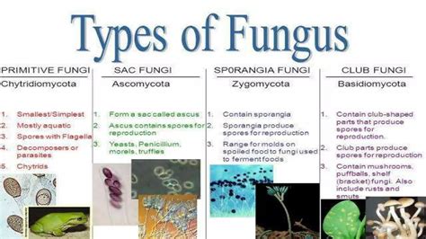 Basiodiomycetes Characteristics Classification Reproduction And
