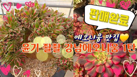 에오니움 1탄 에오니움맛집 체리 블랙무사 선묵금 등 꼭 보셔요 분채배송🟡 01048583904 다육이 다육식물