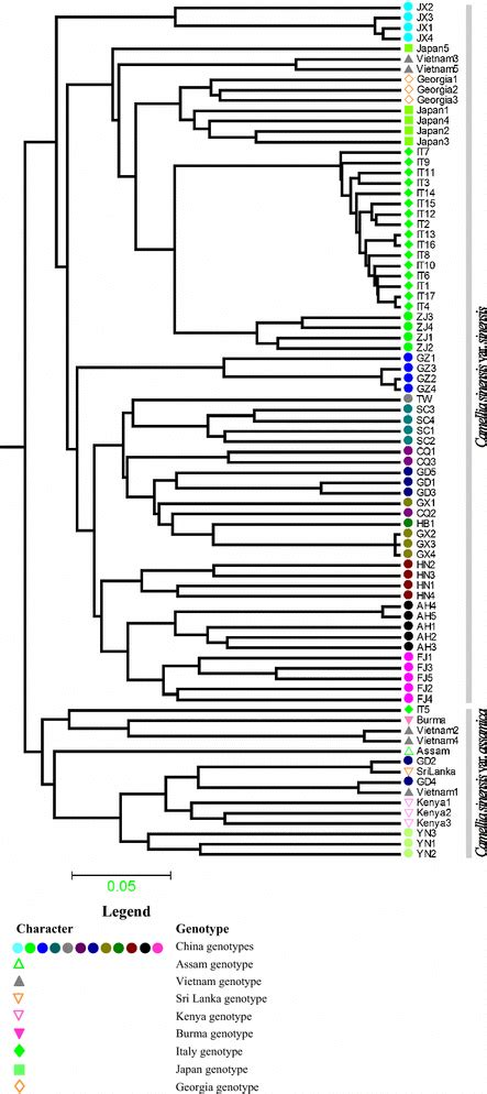 Upgma Cluster Analysis Of The Tea Specimens Based On Ssr Makers Download Scientific Diagram