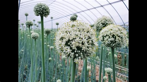 양파 꽃이 피었습니다 양파꽃 예쁜꽃 Youtube