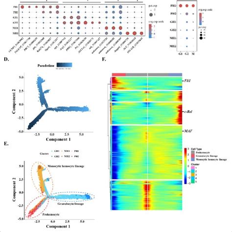 Subclustering And Pseudotime Trajectory Analyses Of Three Major