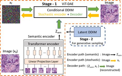 overview of the proposed vit dae framework training in stage 1 an