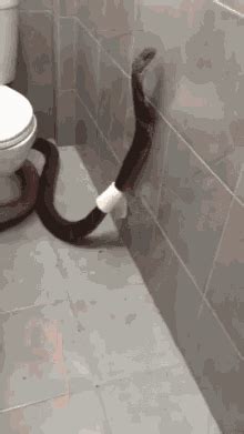 Animated Toilet Paper S Tenor