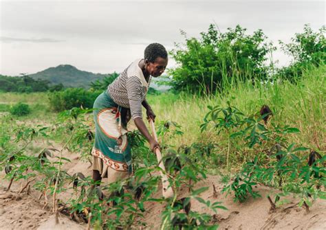 Increasing Agroforestry Innovation And Collaboration Between The Uk And