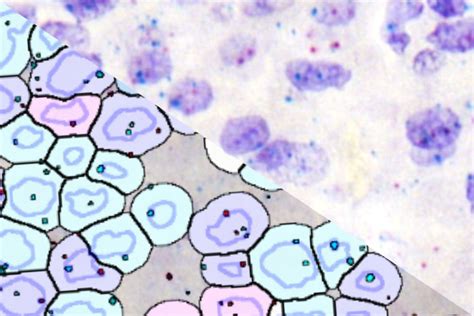 Rna Scope Probe Design Rna Scope Probe Design