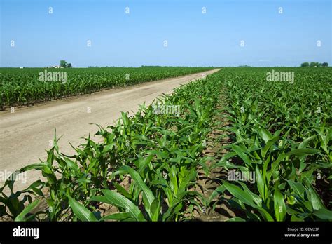 Mid Growth Grain Corn Plants At The Pre Tassel Stage Twin Row Planted