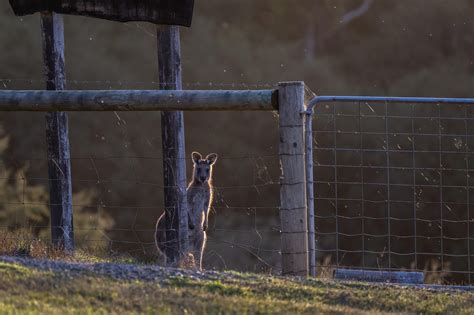 200 000 Free Tree Kangaroo And Kangaroo Images Pixabay