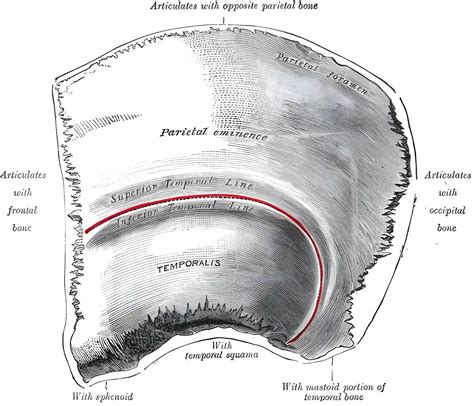 Linea Temporalis Inferior Ars Neurochirurgica