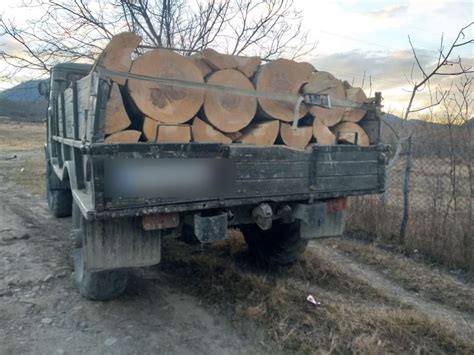 კახეთში ხე ტყის უკანონო მოპოვება ტრანსპორტირების 33 ფაქტი გამოავლინეს Knews Ge