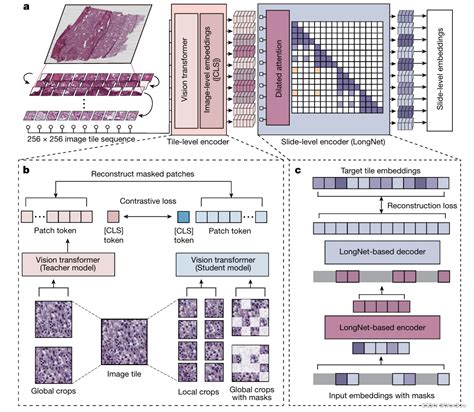 研一下第十八周论文阅读情况 a visual language foundation model for computation csdn博客