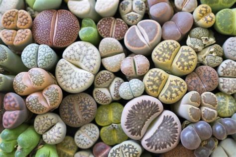 Growing Living Stones How To Plant And Raise Seriously Cool Lithops