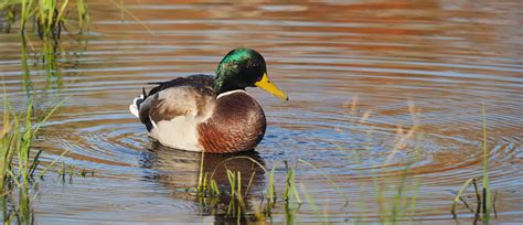 Mo Mallards Duck Pit Leases Kennett Mo