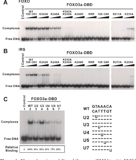 Figure 6 From Crystal Structure Of The Human Foxo3a Dbddna Complex