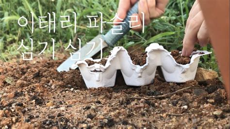 파슬리 심기 이태리 파슬리 Youtube