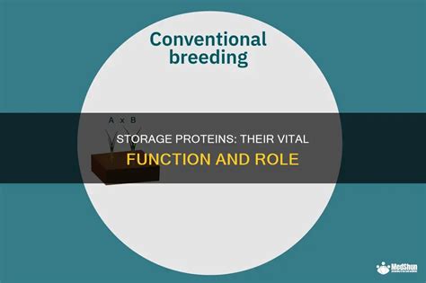 Storage Proteins Their Vital Function And Role Medshun
