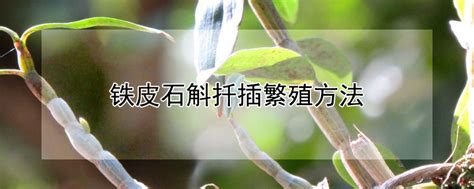 铁皮石斛扦插繁殖方法 蓝妖花园