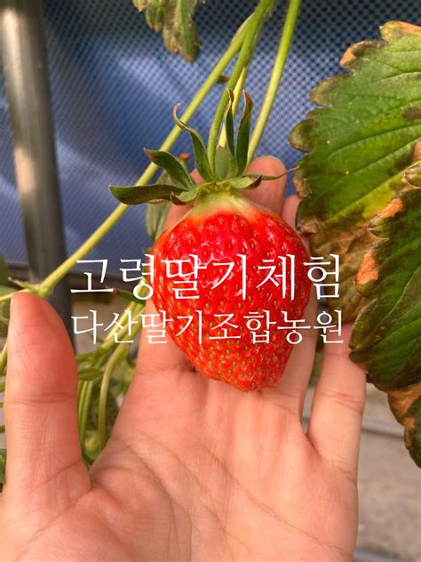 대구딸기체험 고령딸기체험 다산딸기조합농원 네이버 블로그