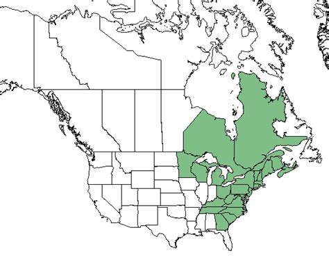 Omeka Ctl Uvm Tree Profiles Striped Maple Where To Find It