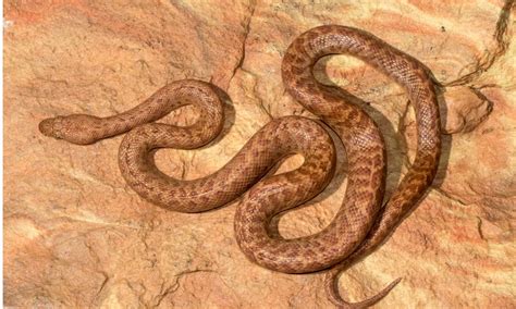 Pygmy Python Animal Facts A Perthensis A Z Animals